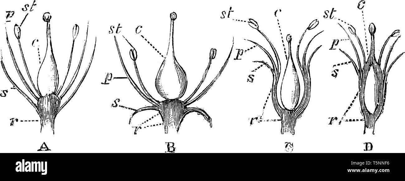 Longitudinal section flower hi-res stock photography and images - Alamy