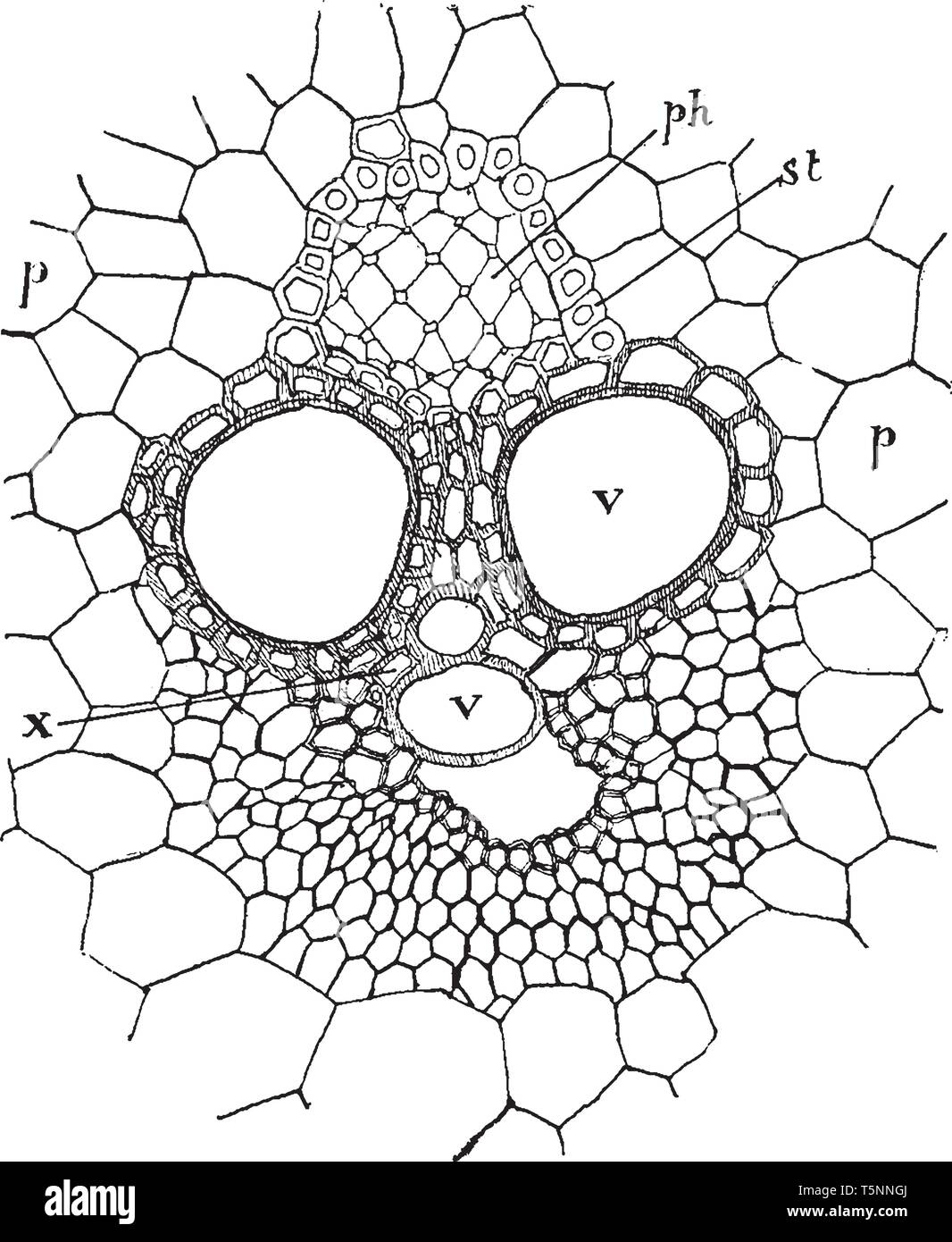 Bundle sheath hi-res stock photography and images - Alamy