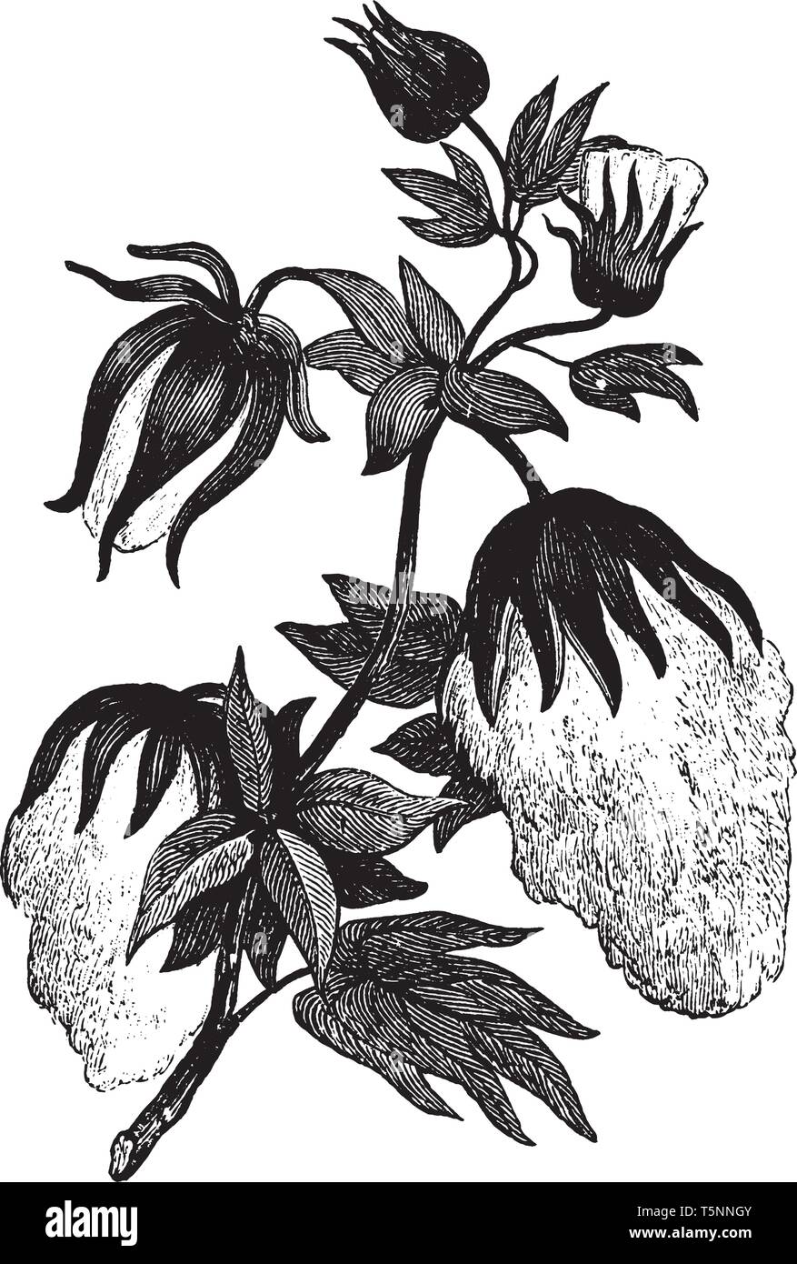 Cotton fiber often rotates in yarn or yarn and is used to make soft ...