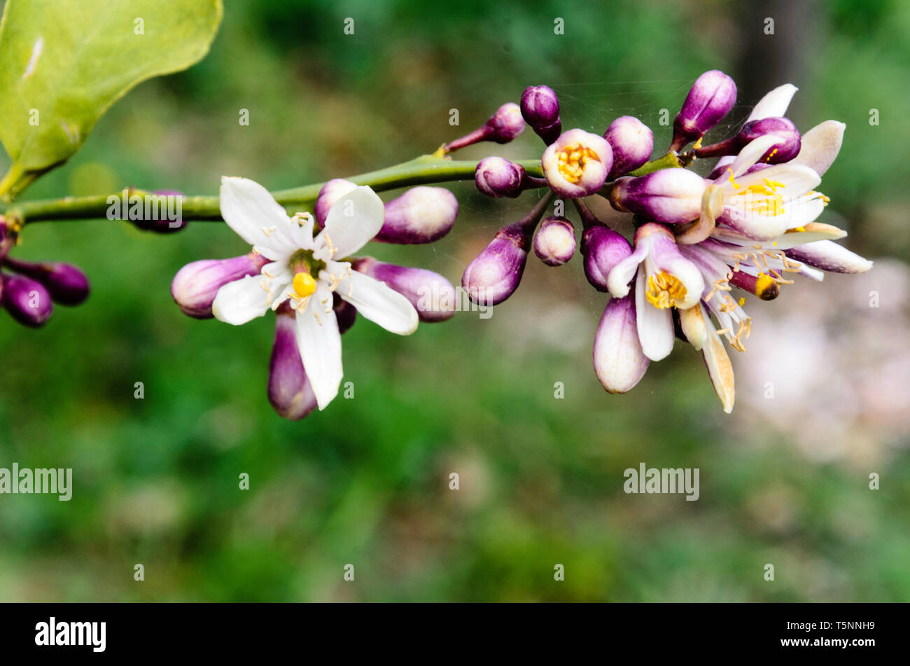 Orange blossom on a tree in spring - Citrus aurantium Stock Photo - Alamy