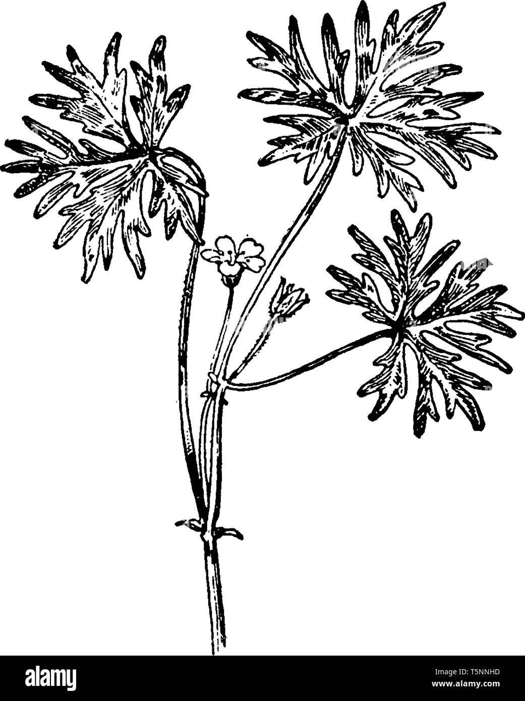 Longstalk cranesbill Stock Vector Images - Alamy