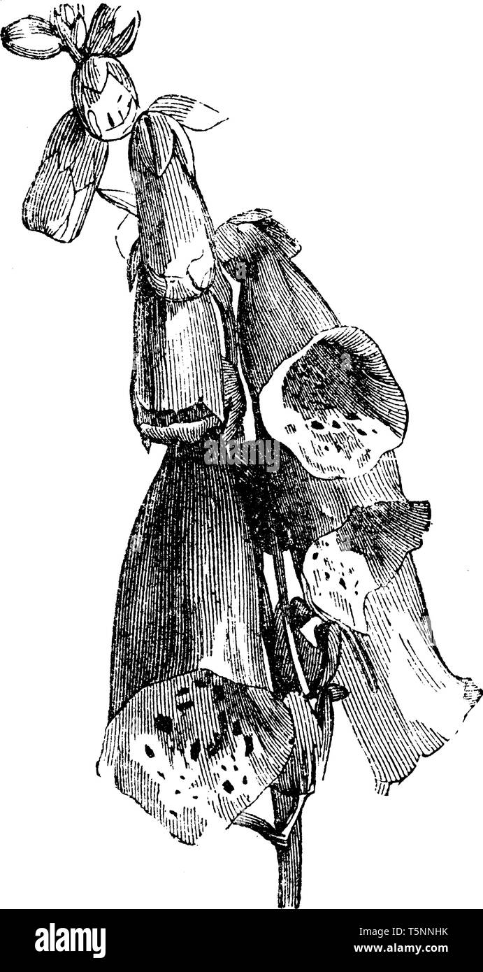 The Foxglove flowers grow on stem; flowers are shrub of tubular shaped ...