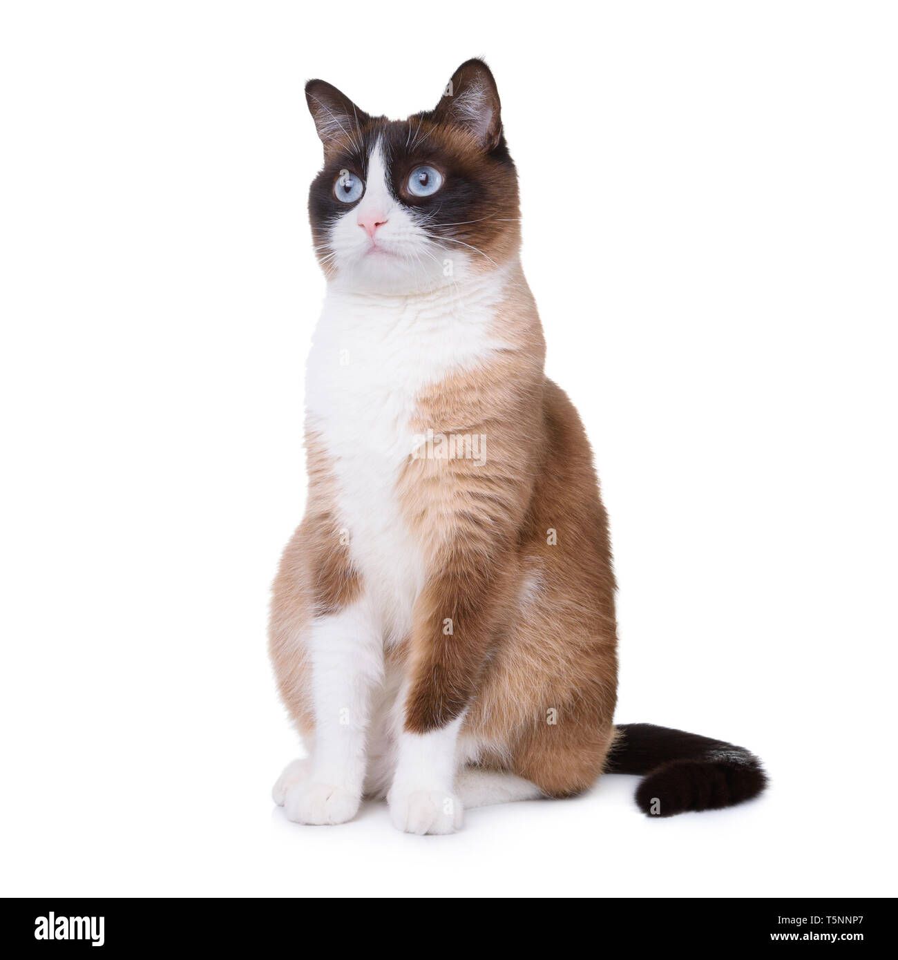 Snowshoe cat isolated on white background Stock Photo - Alamy