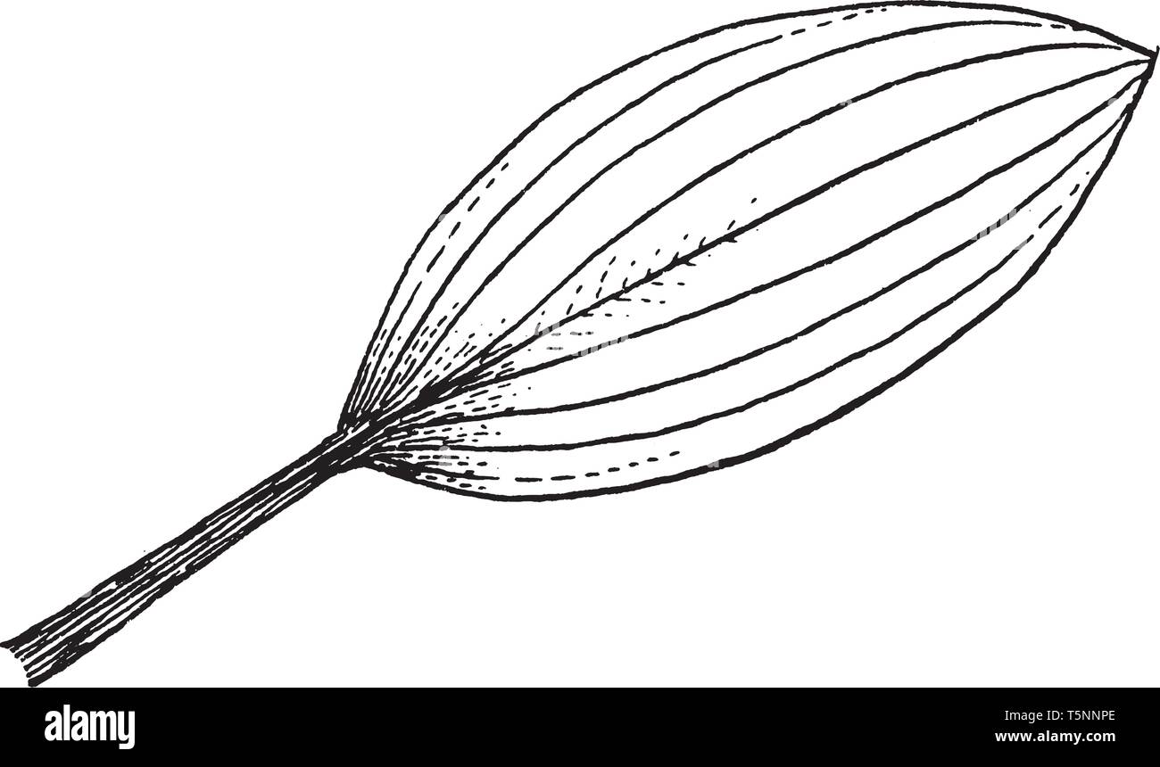 This picture is showing a leaf. It is small leaf it has oval shaped ...