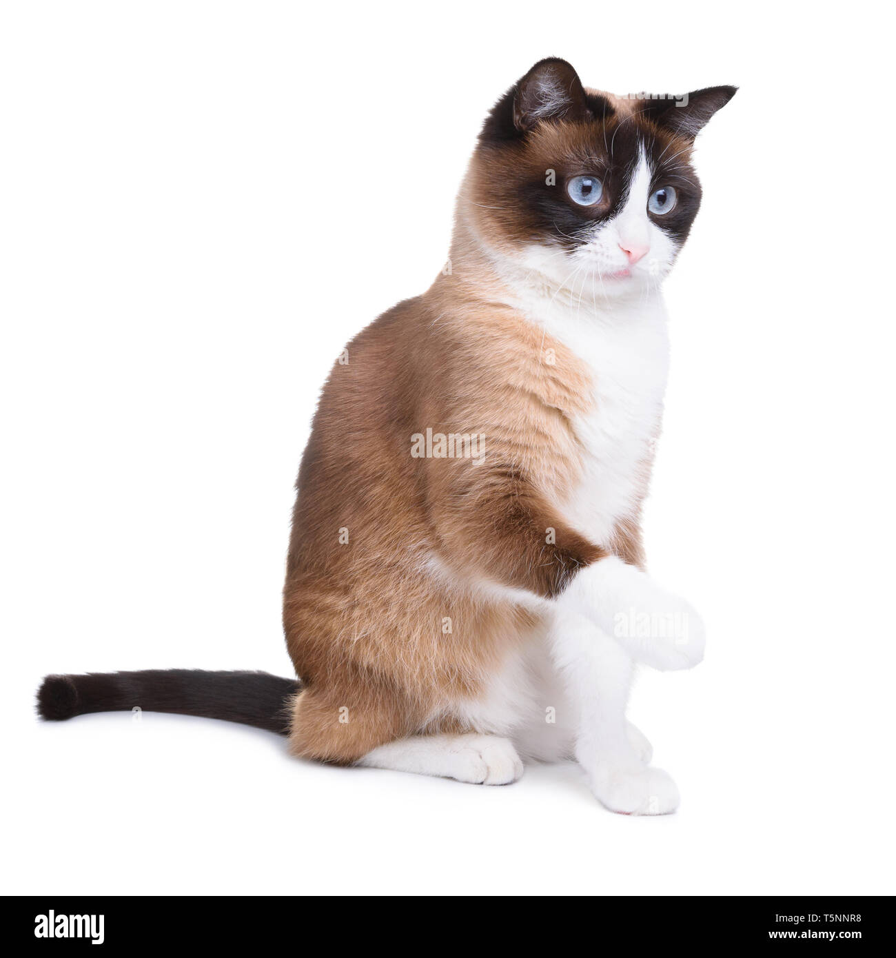 Snowshoe cat sitting and looking upwards with one paw raised isolated ...