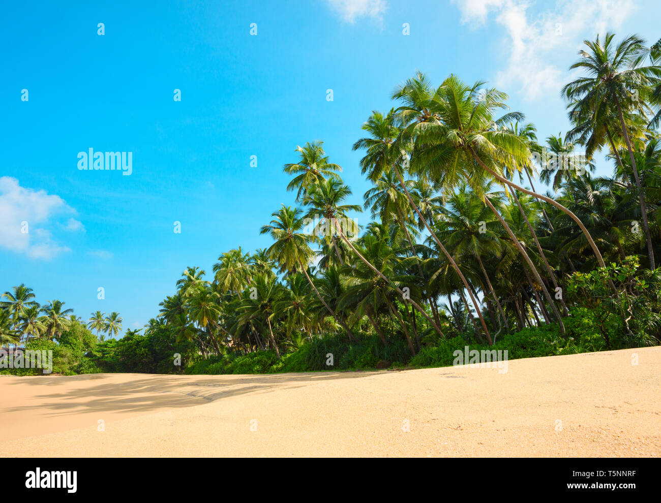 Empty tropical beach Stock Photo - Alamy