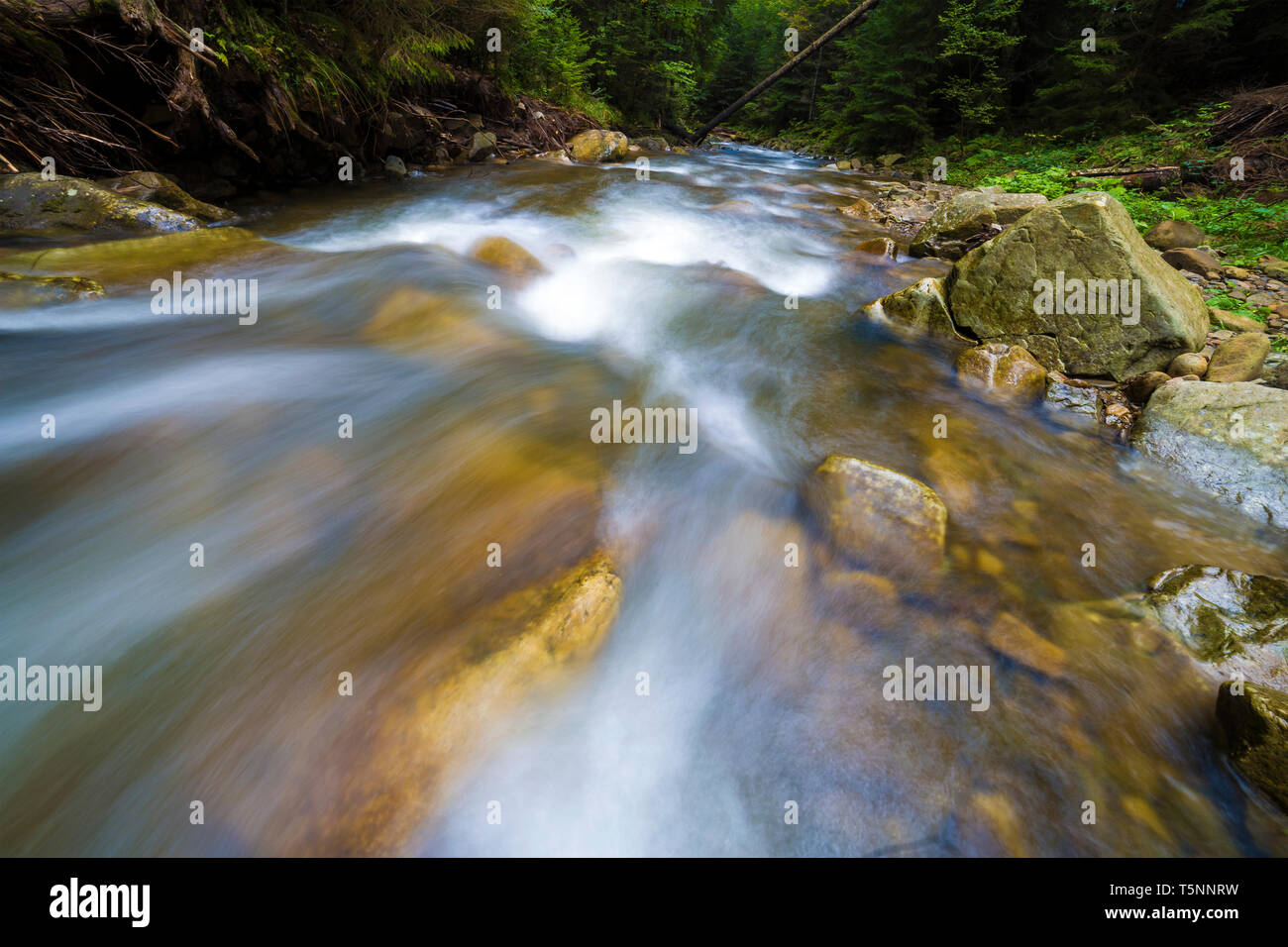 Fast flowing through wild green forest river with crystal clear smooth ...