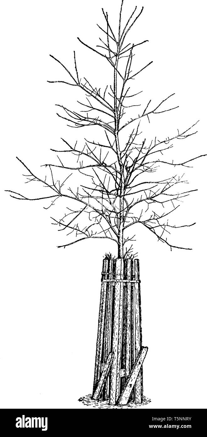 This picture showing us a growth after three years of Red oak tree ...