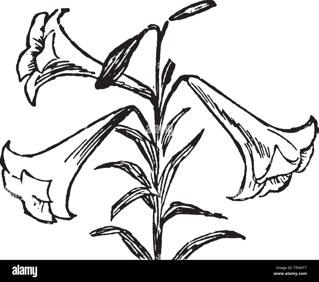 Madonna lily illustration Stock Vector Images - Alamy