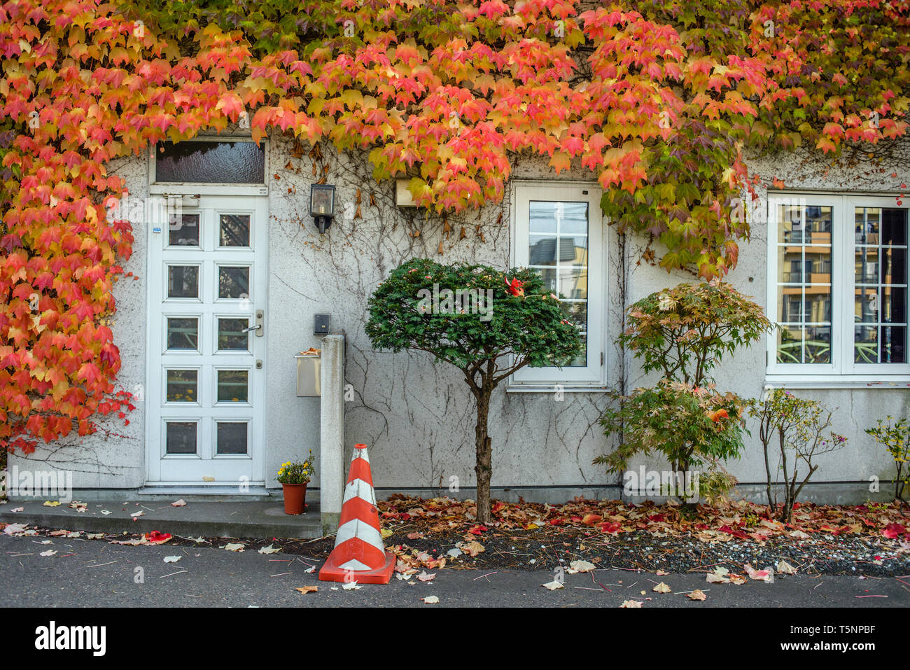 A building covered with ivy in Abashiri, Hokkaido, Japan Stock Photo ...