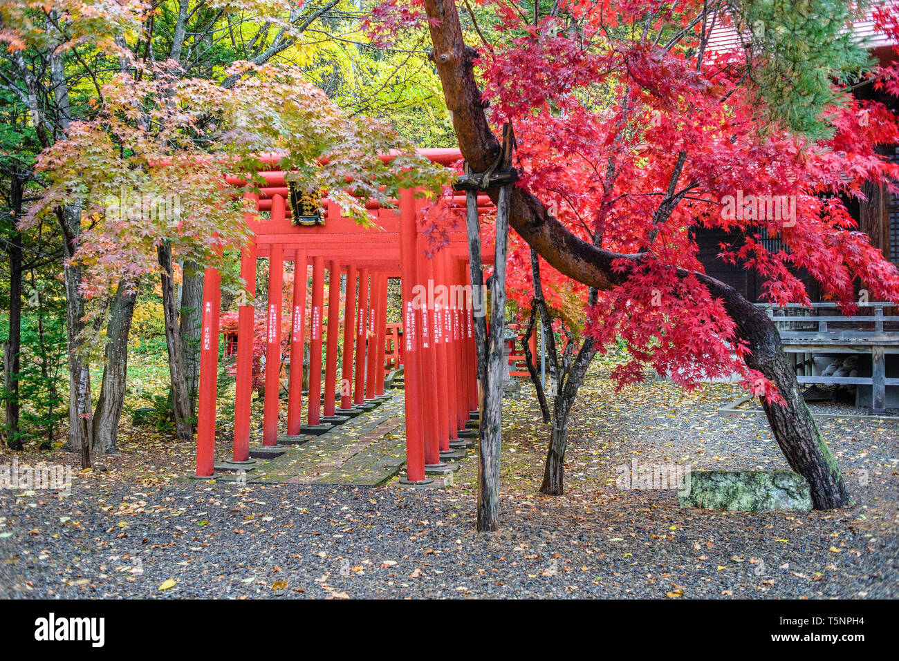 Shinto shrine in Engaru, Hokkaido, Japan Stock Photo - Alamy