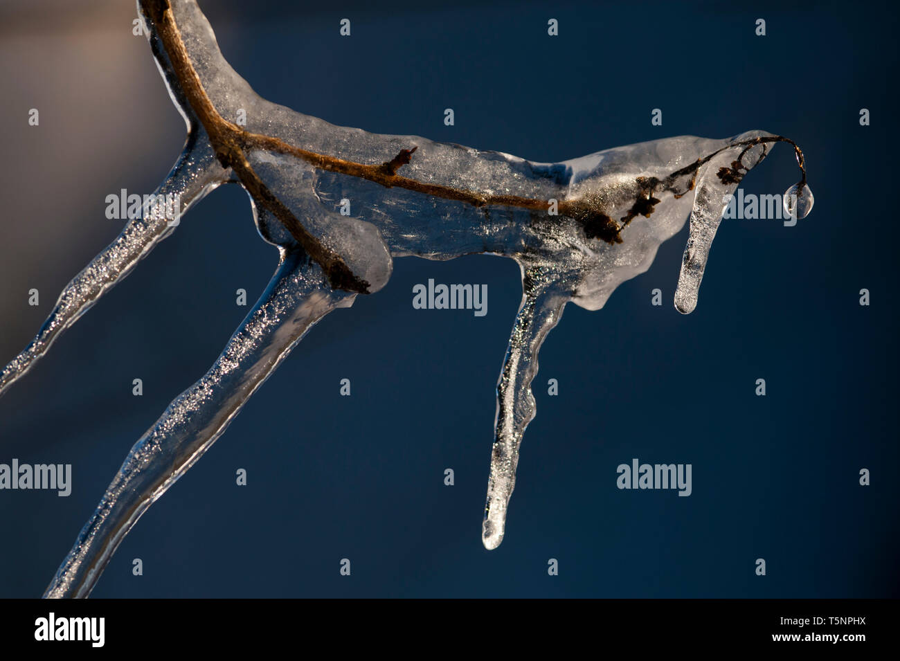 Icicles hanging from tree limbs in freezing temperatures in wintertime ...