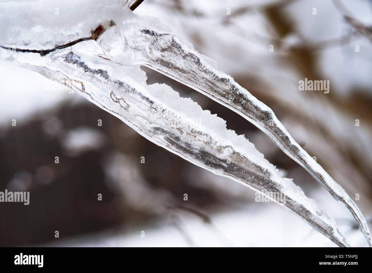 Icicles hanging from tree limbs in freezing temperatures in wintertime ...