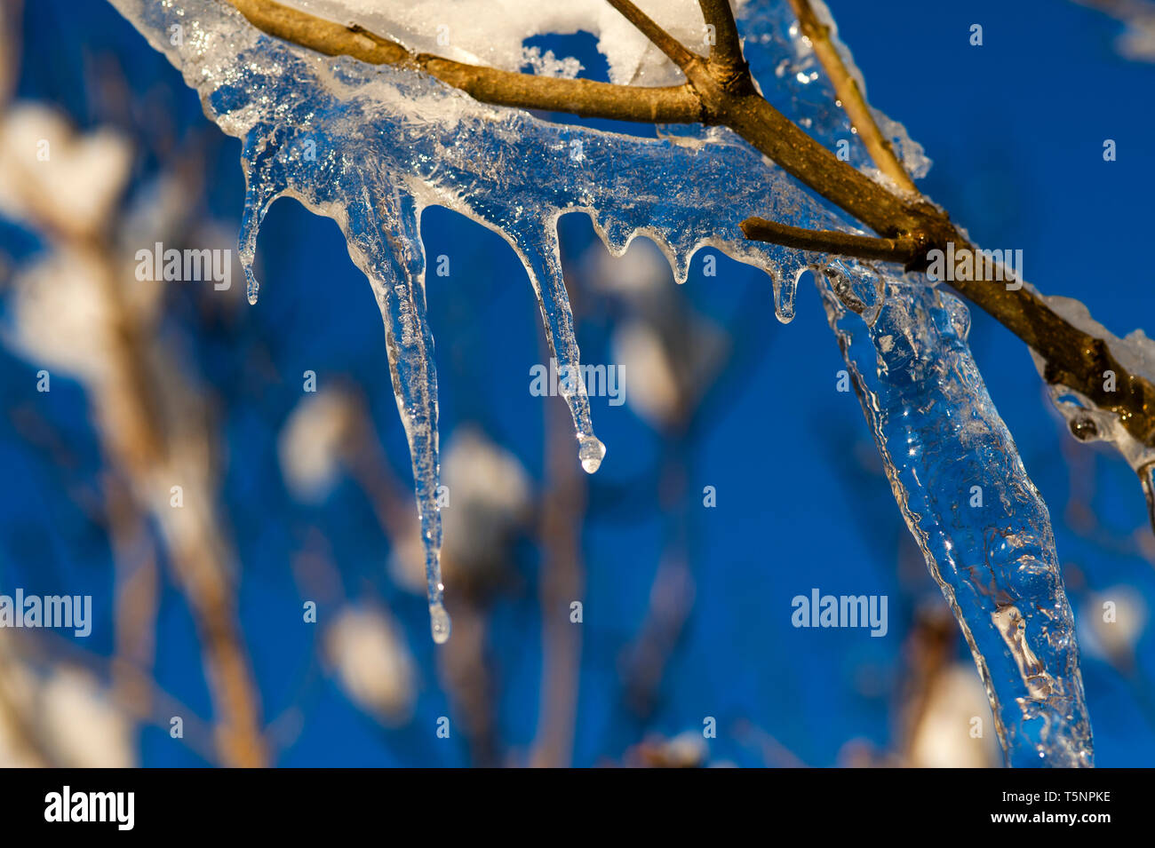 Icicles hanging from tree limbs in freezing temperatures in wintertime ...