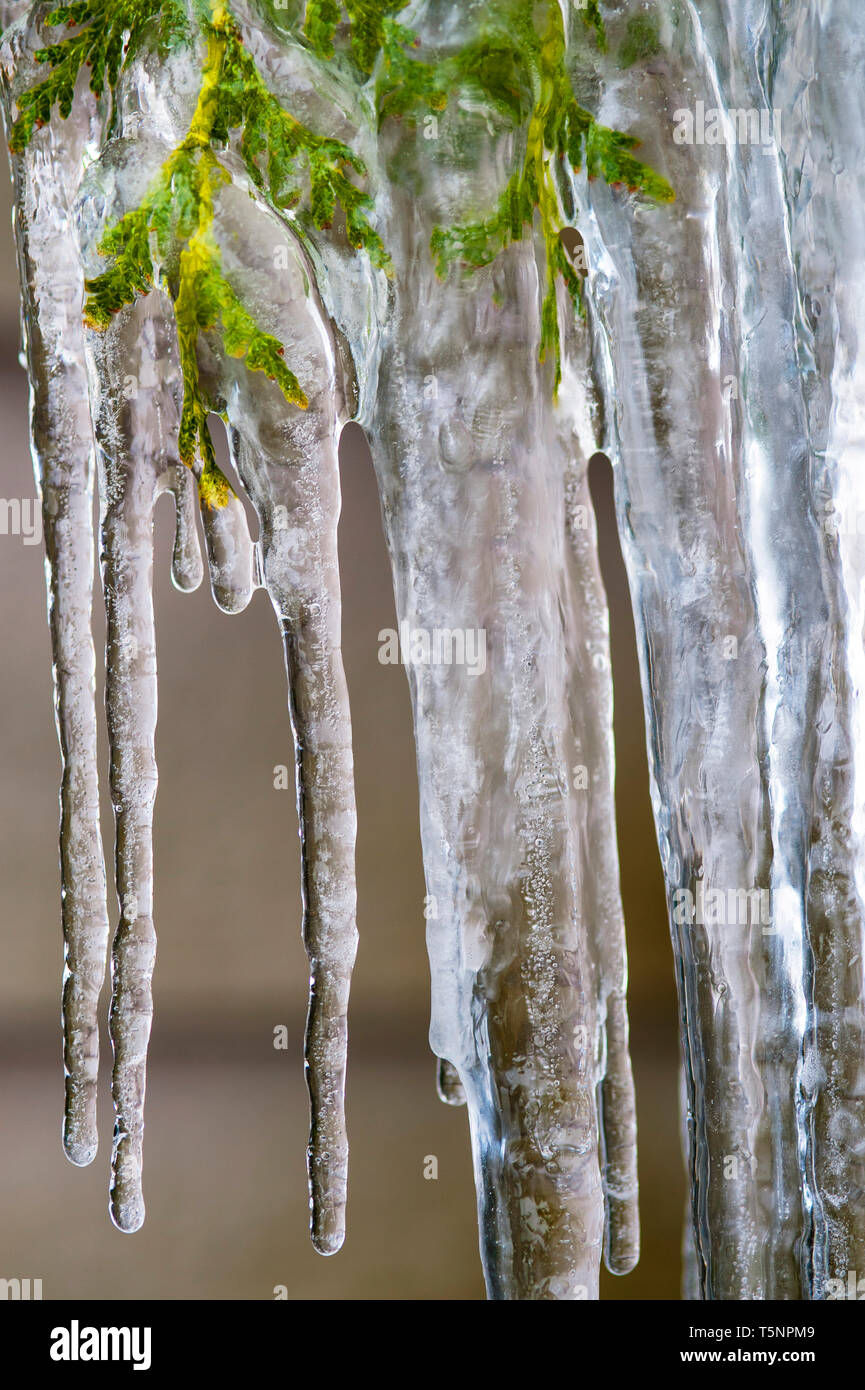 Close frozen cold tree limbs hi-res stock photography and images - Alamy