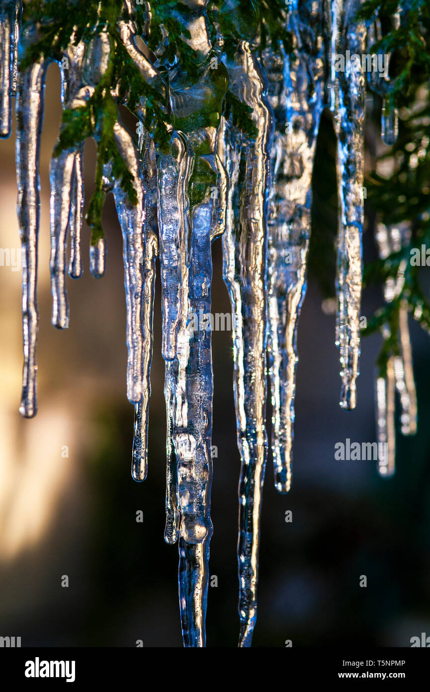 Icicles hanging from tree limbs in freezing temperatures in wintertime ...