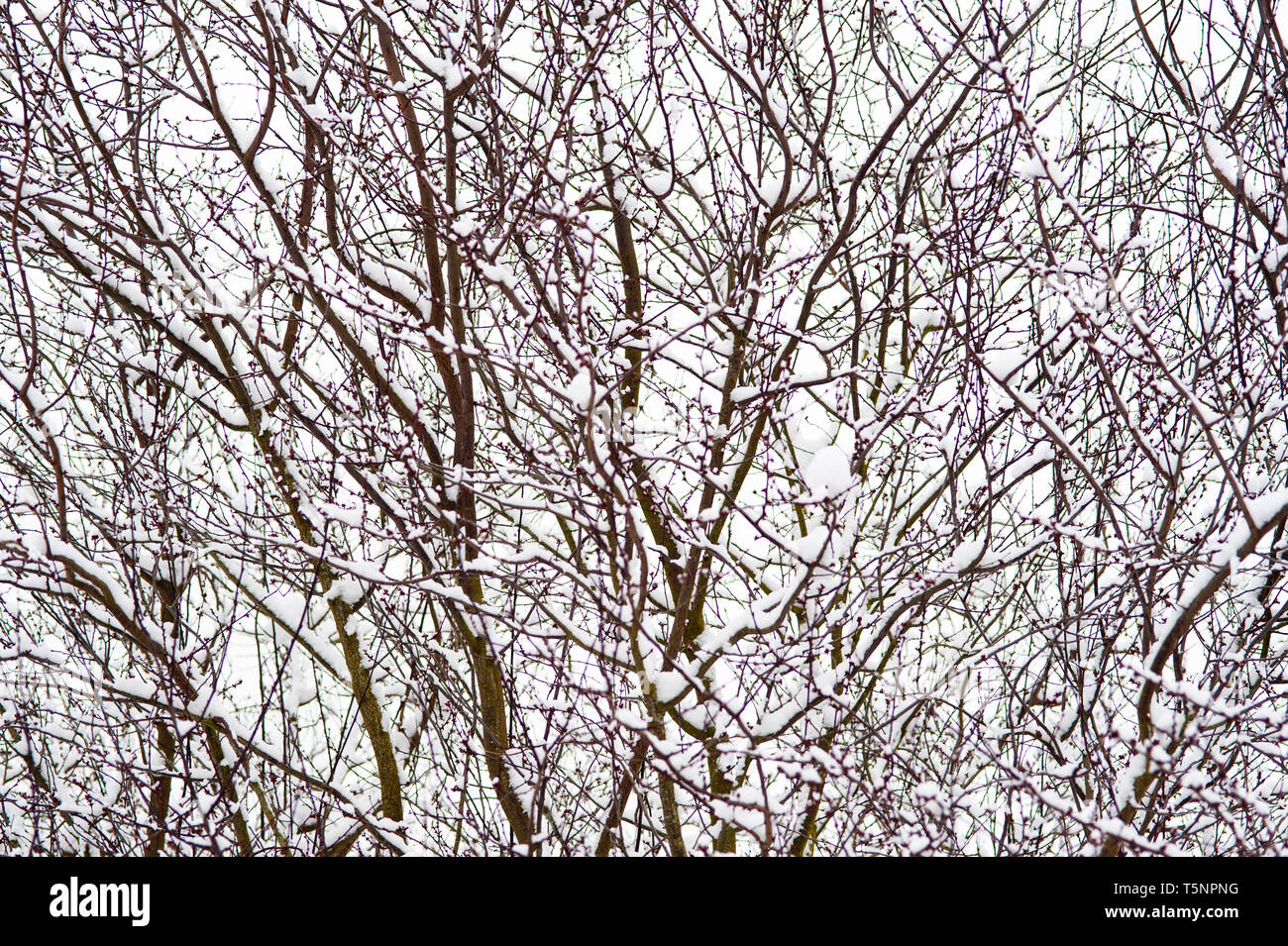 Snow covered tree limbs in freezing temperatures in wintertime Stock ...