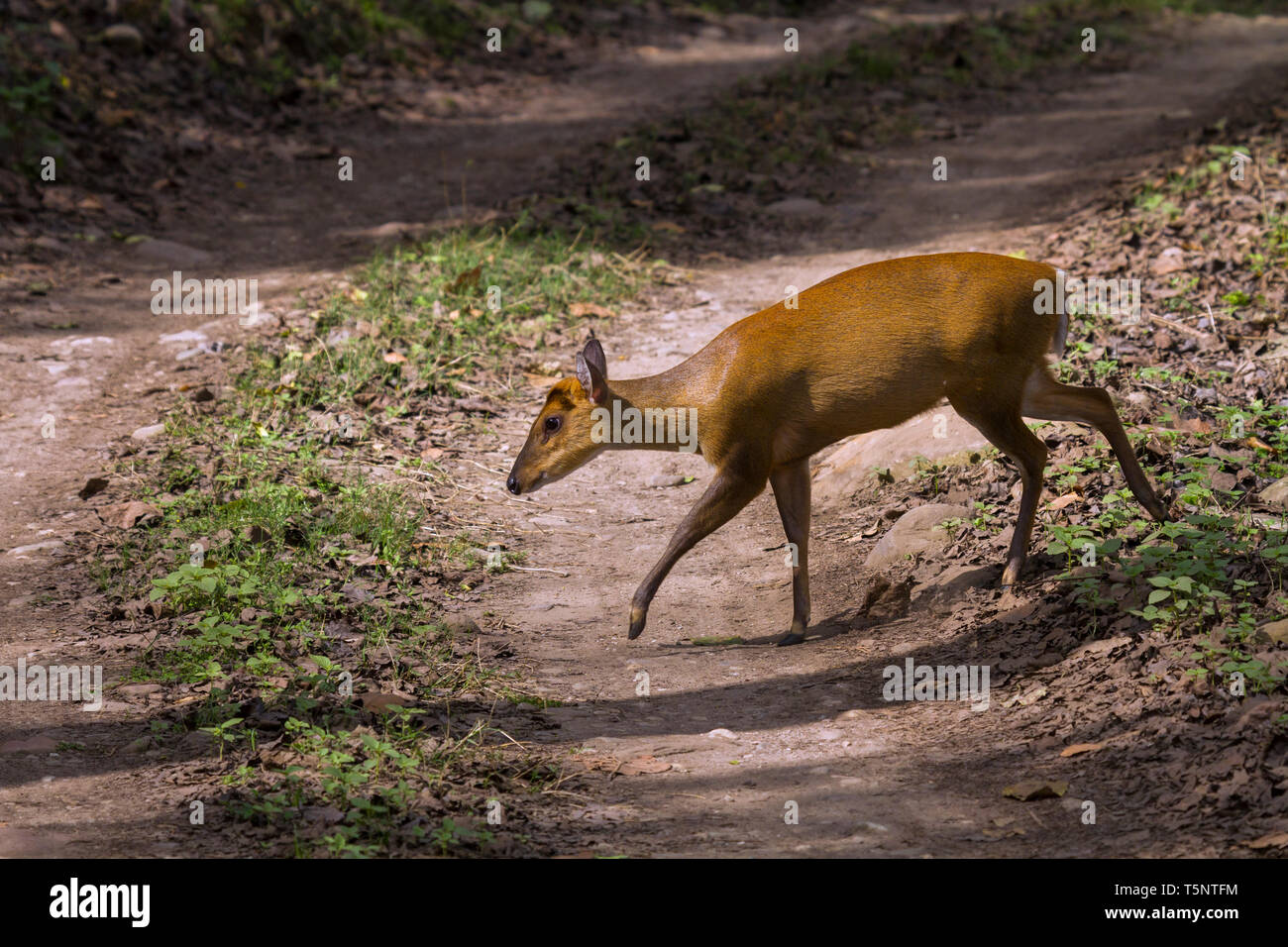 Indian muntjac hi-res stock photography and images - Alamy