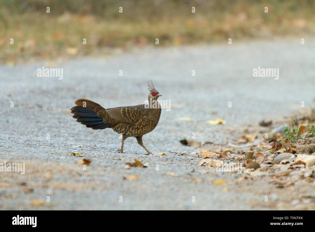 Birds of uttarakhand hi-res stock photography and images - Alamy