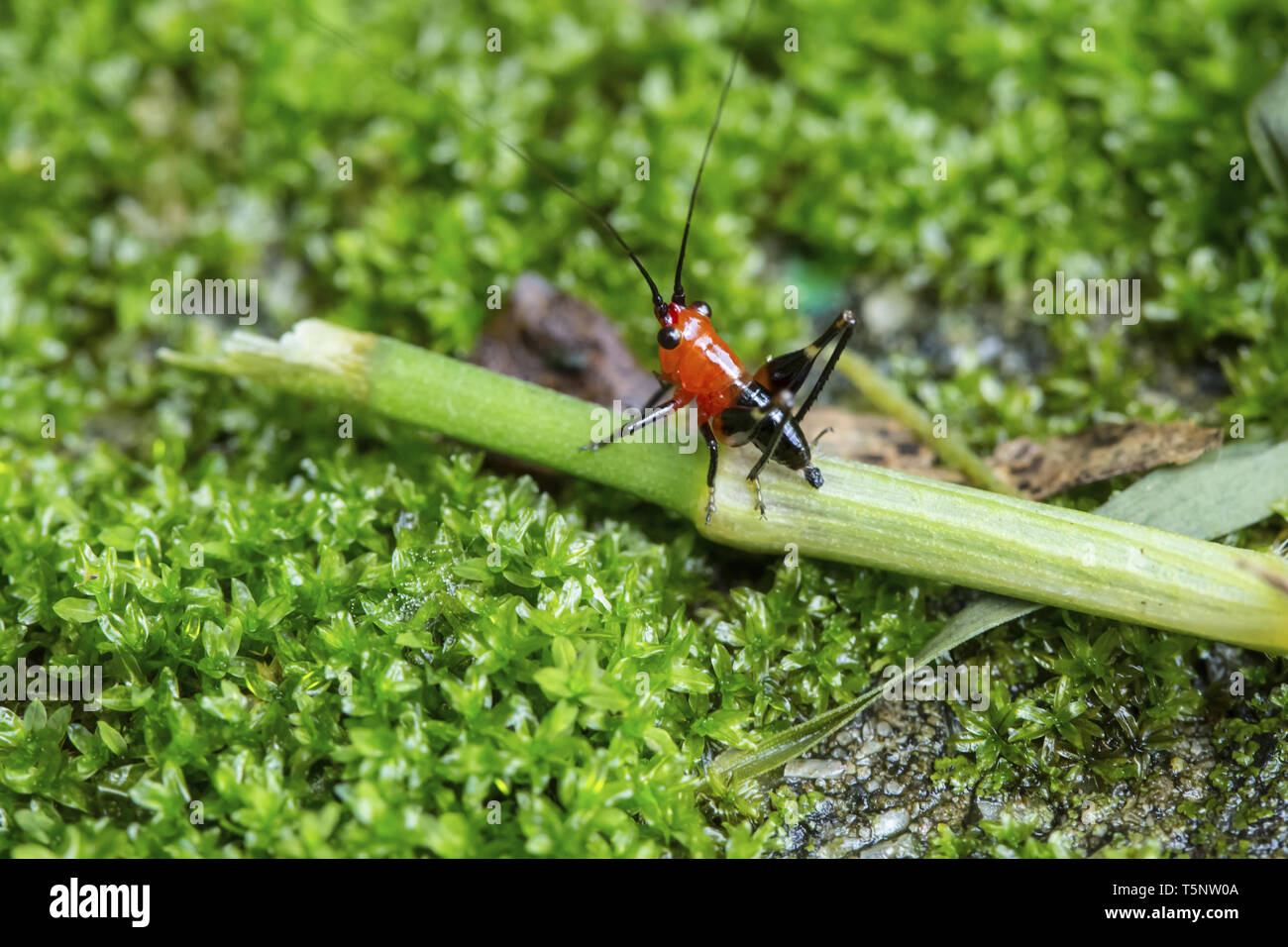 Conocephalus hi-res stock photography and images - Alamy