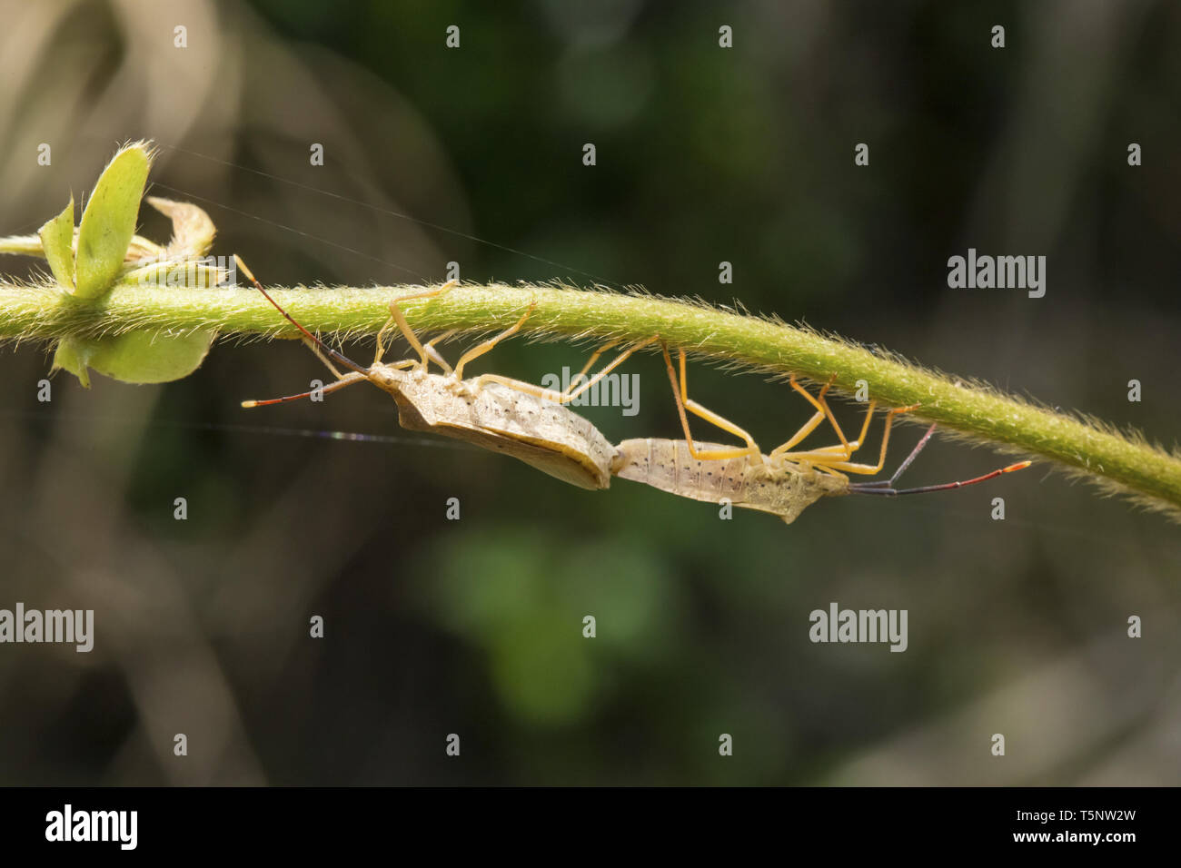 close up of Stink bugs Stock Photo - Alamy