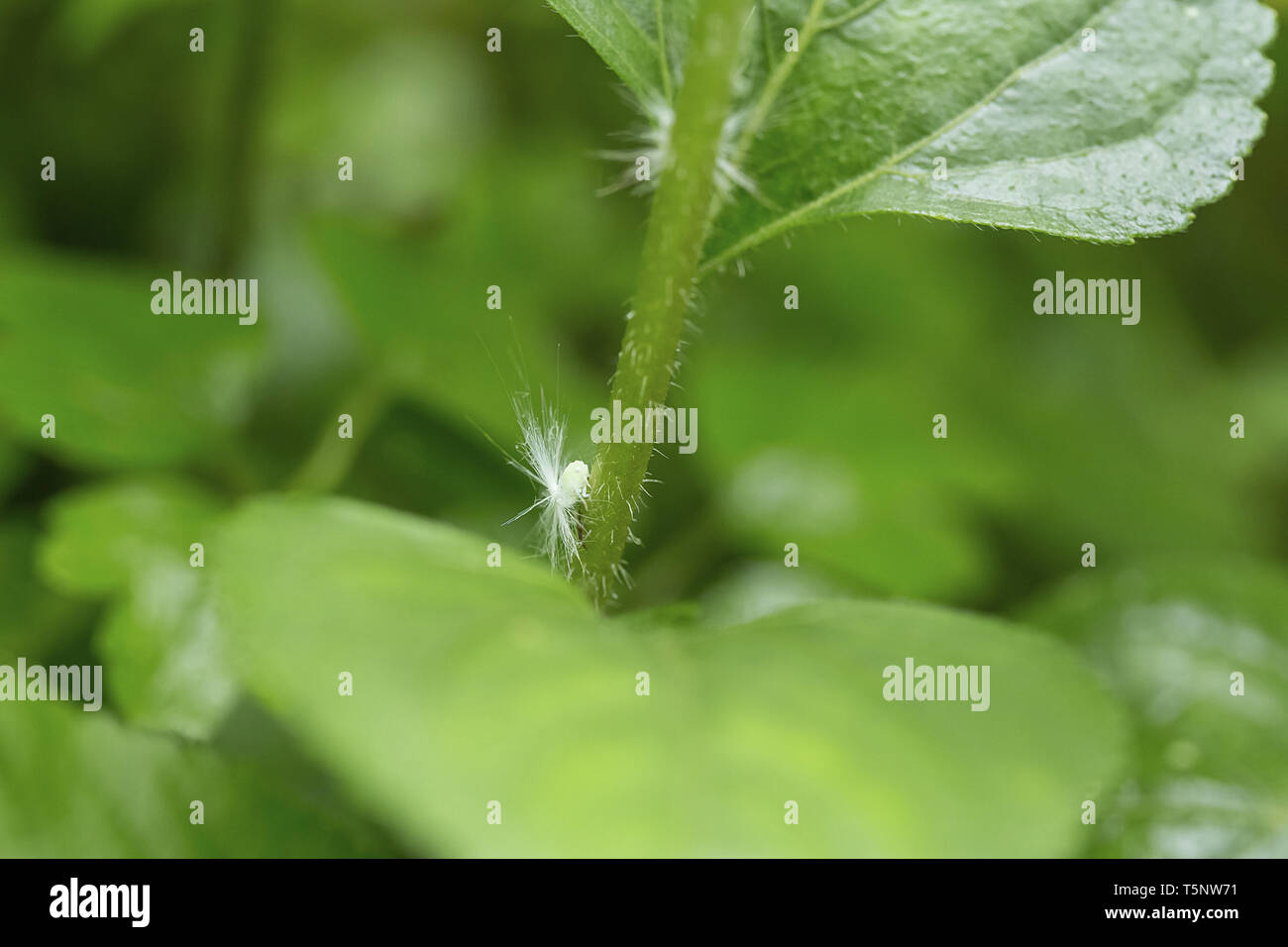 Ricania hi-res stock photography and images - Alamy