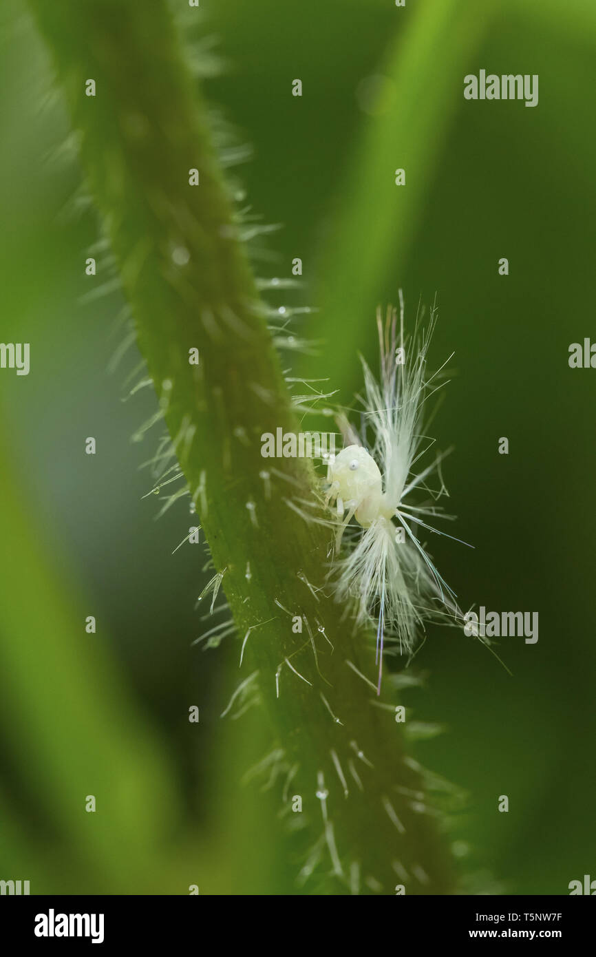 Ricania hi-res stock photography and images - Alamy