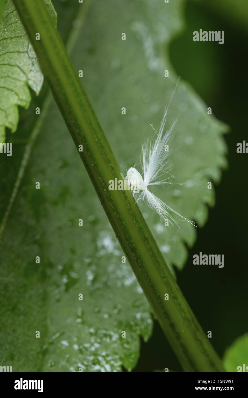 Ricania hi-res stock photography and images - Alamy
