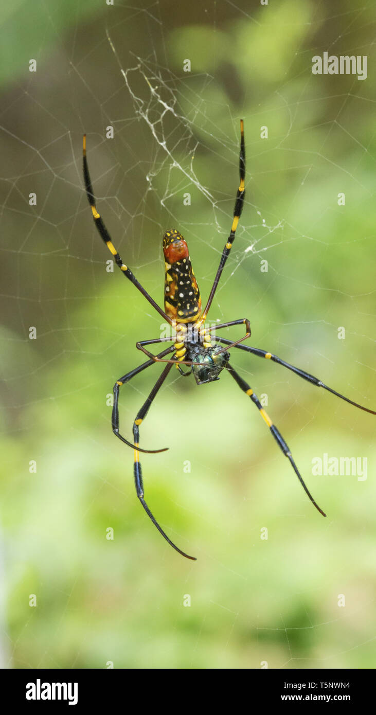 close up of Nephila pilipes Stock Photo - Alamy