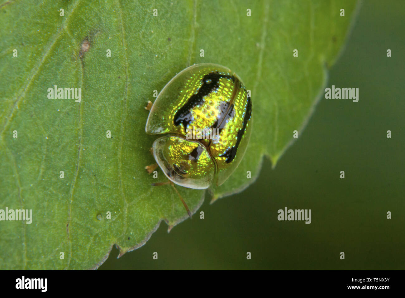 Wugu hi-res stock photography and images - Alamy