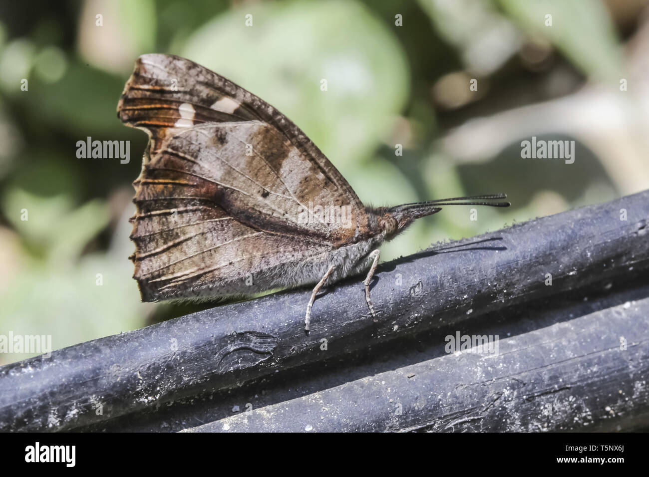 Libythea celtis formosana fruhstorfer hi-res stock photography and ...