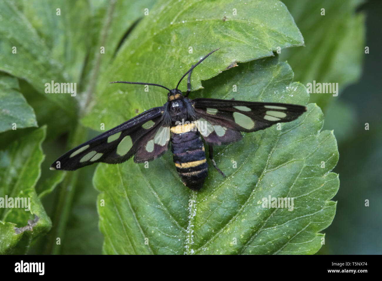 Wugu hi-res stock photography and images - Alamy