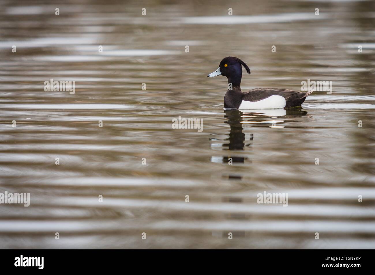 Wild black and white water bird, tufted duck, a male with grey beak and ...