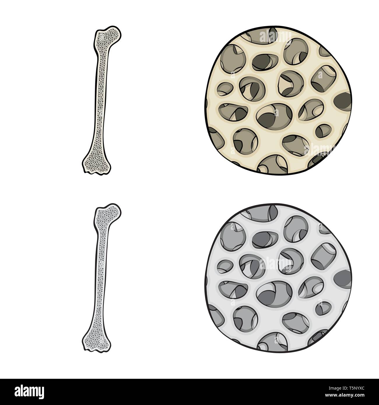 femur,fiber,bony,healthy,leg,scientific,knee,muscle,tibia,epithelium ...