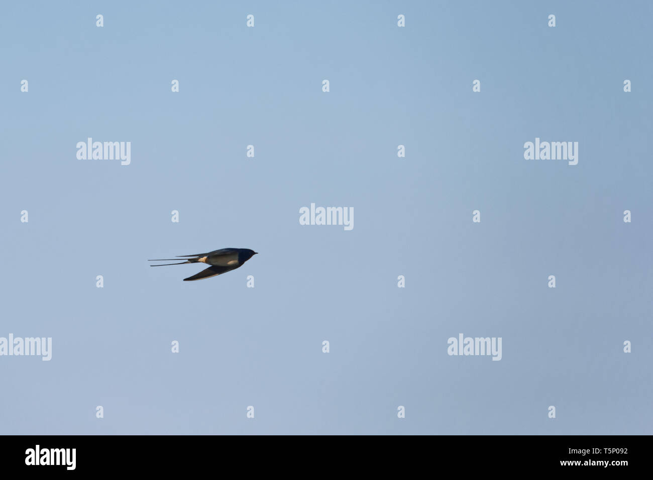Bird flying sky Stock Photo - Alamy