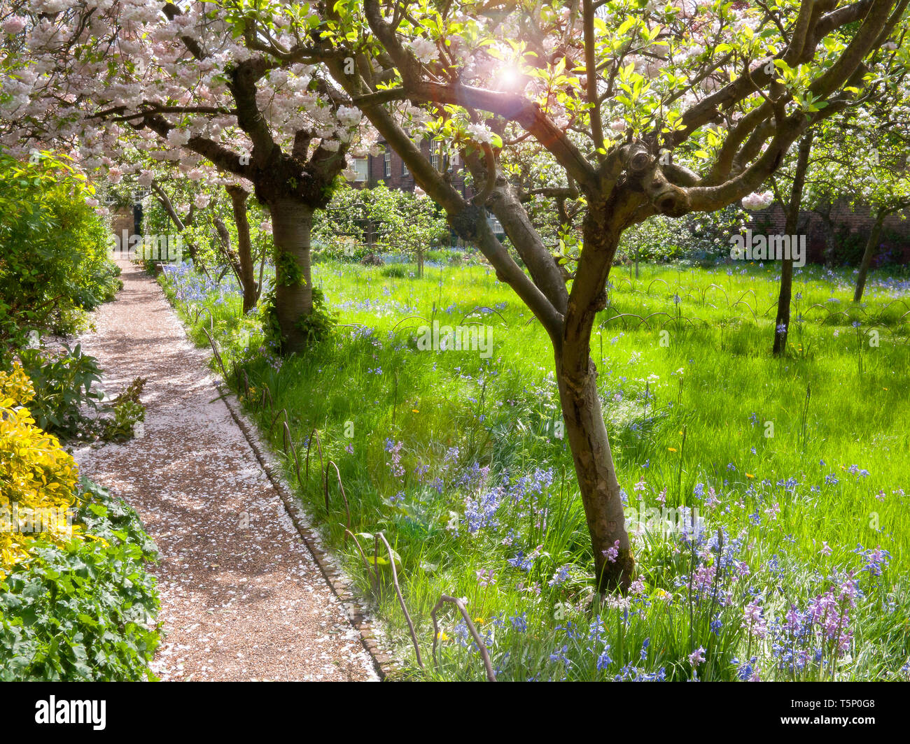 Apple trees in spring orchard hi-res stock photography and images - Alamy