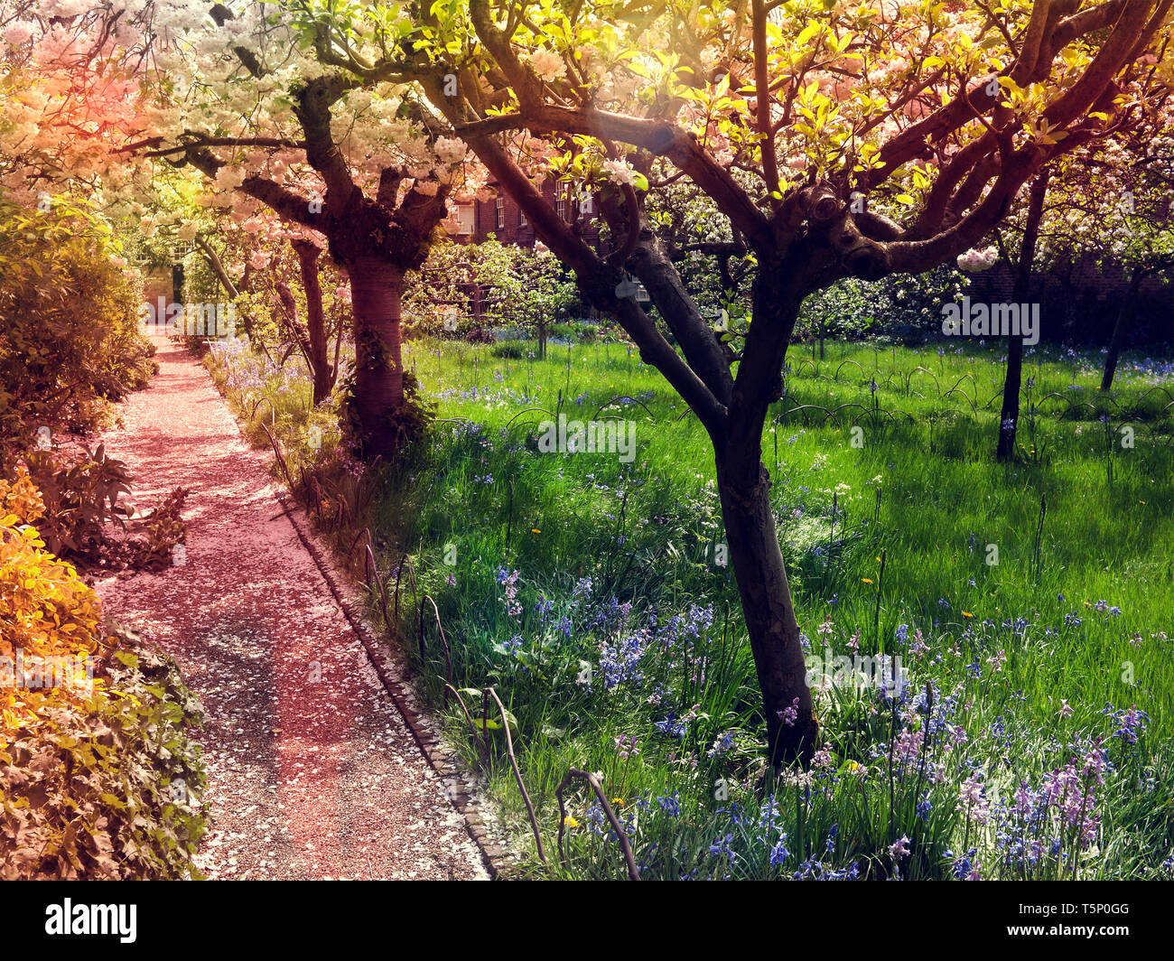 Traditional orchard hi-res stock photography and images - Alamy