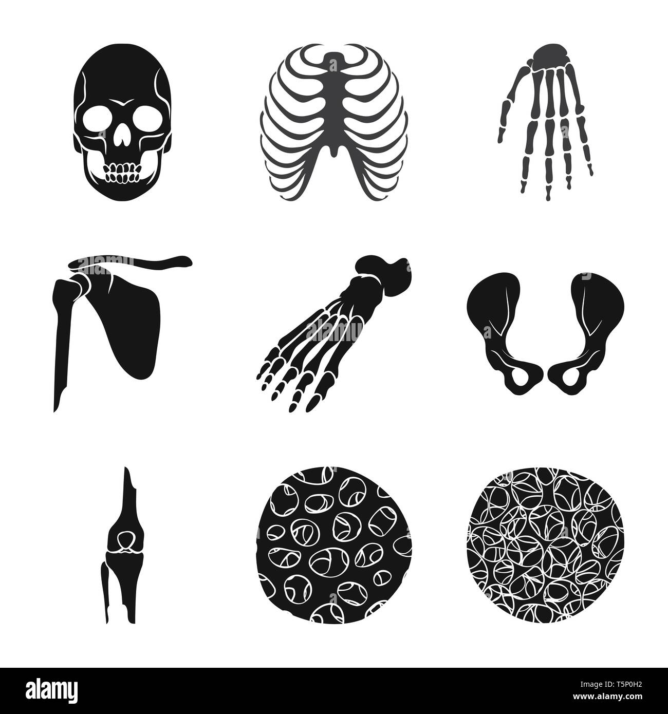 Skeleton Medical Graphics Design Deluxe Human Skeleton Model | Health