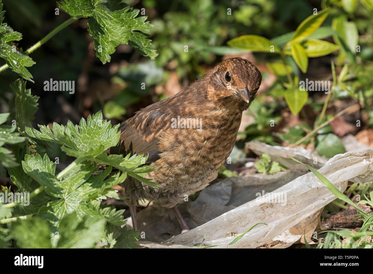 British garden birds worms hi-res stock photography and images - Alamy