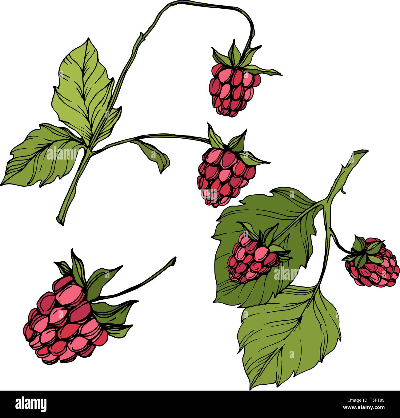 Vector Raspberry healthy food isolated. Red and green engraved ink art ...