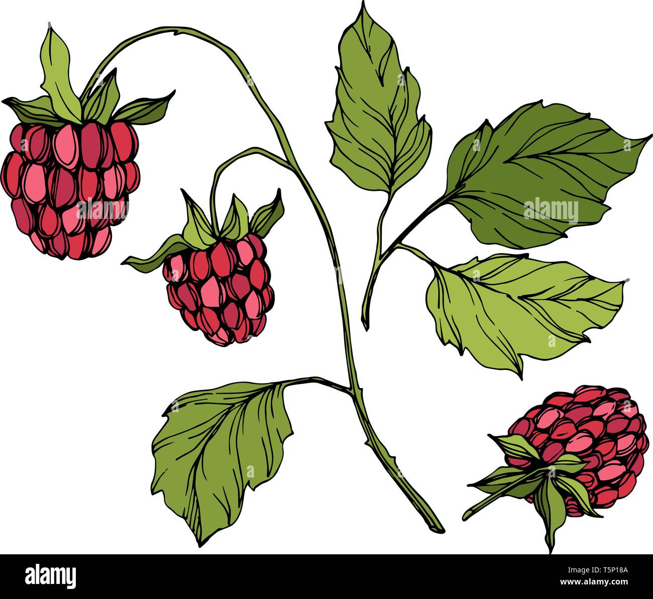 Vector Raspberry healthy food isolated. Red and green engraved ink art ...