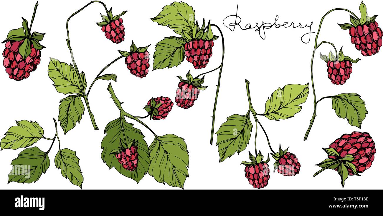 Vector Raspberry healthy food isolated. Red and green engraved ink art ...