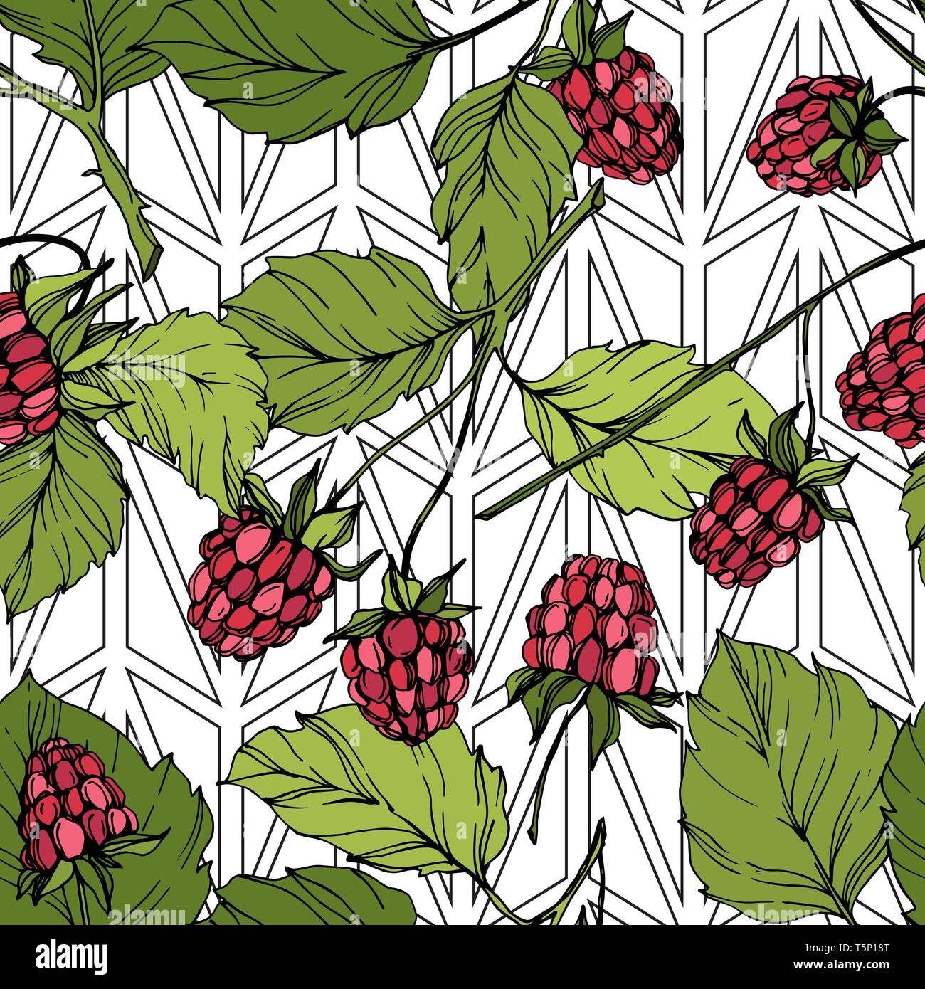 Vector Raspberry healthy food isolated. Red and green engraved ink art ...