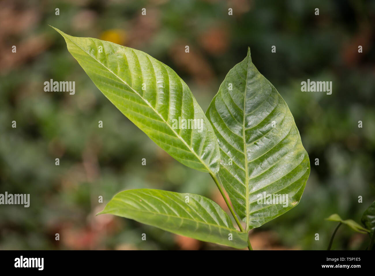 Santol leaves hi-res stock photography and images - Alamy