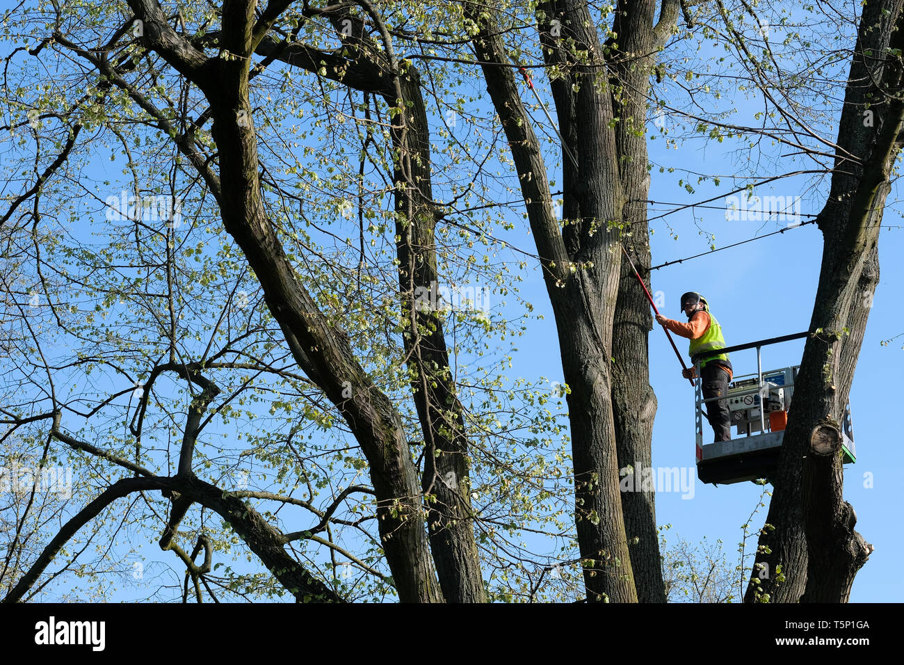 Man Lifting A Twig