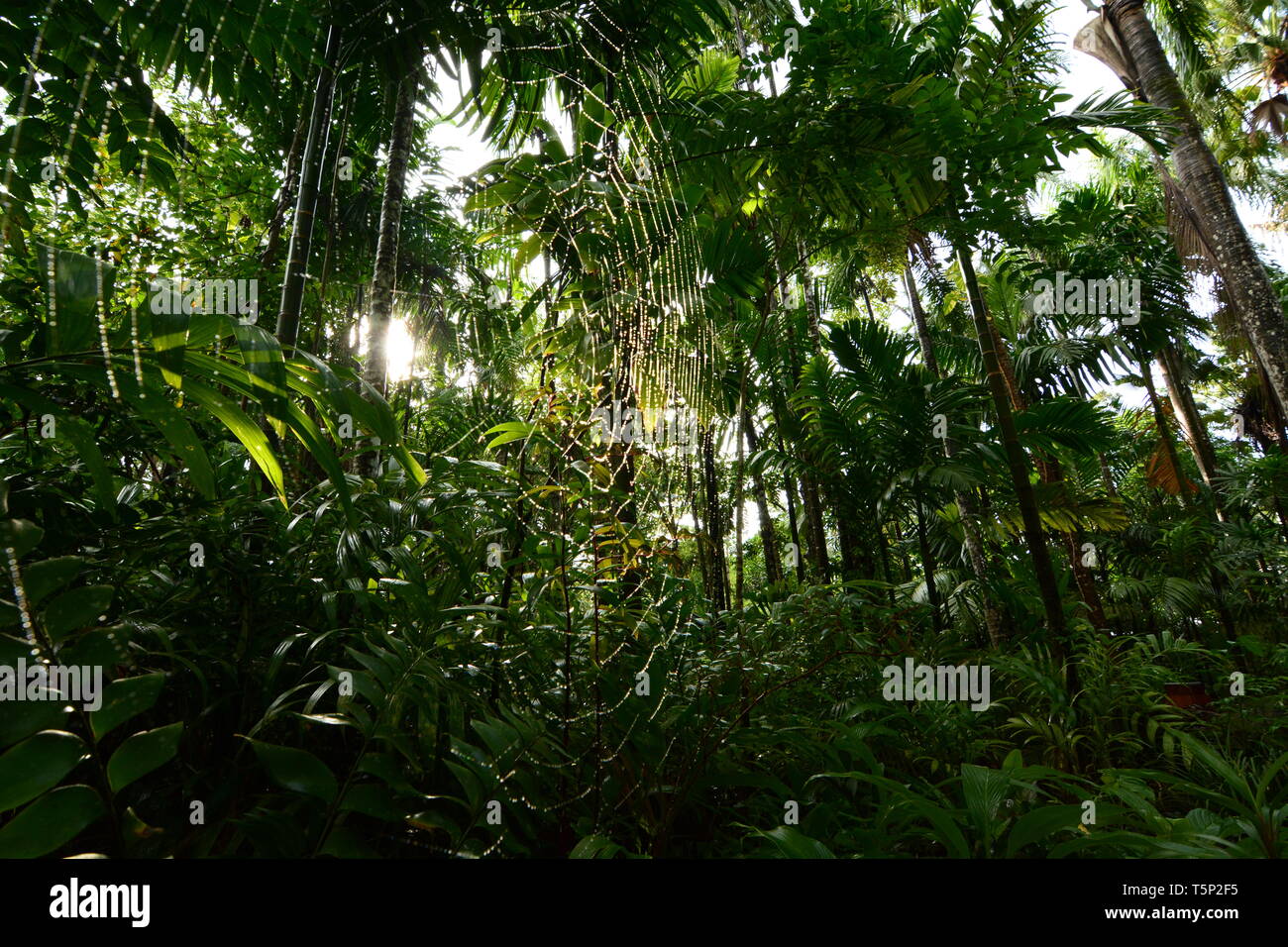Spider web in the rainforest. Daintree national park. Queensland ...