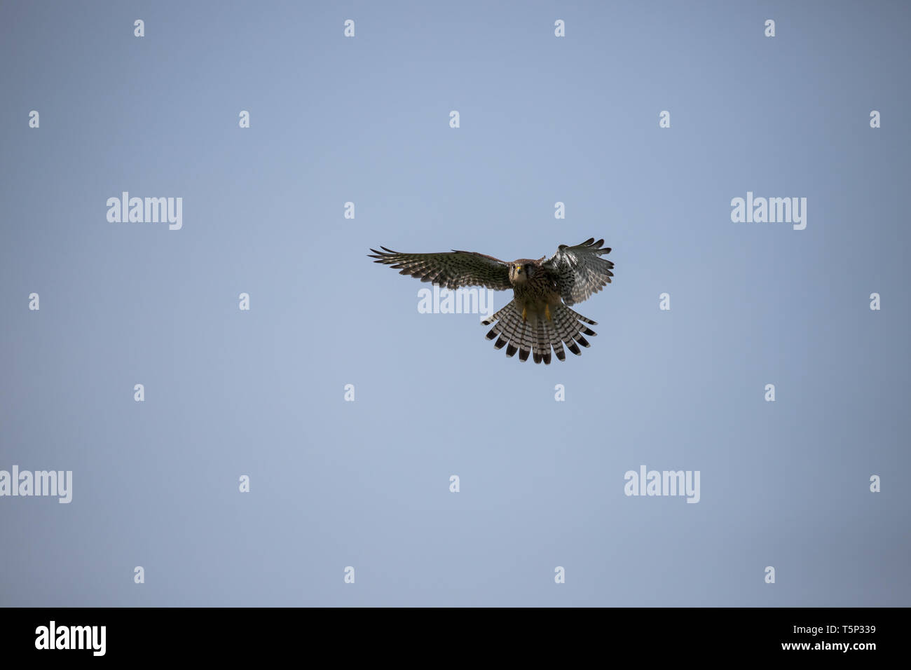 Hovering falcon hi-res stock photography and images - Alamy