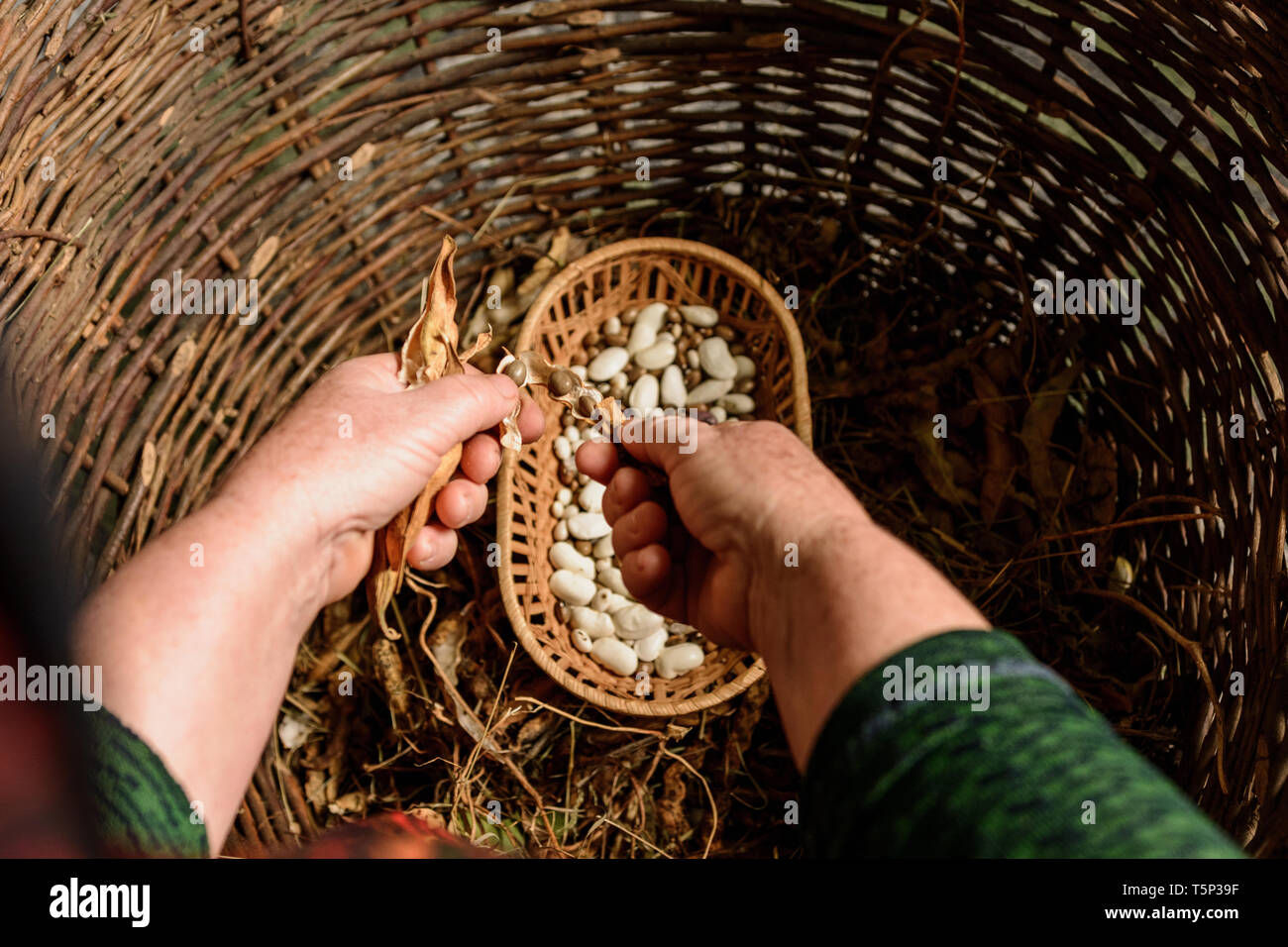 Stages of the white bean crop: dry unopened crop with ready dry beans ...