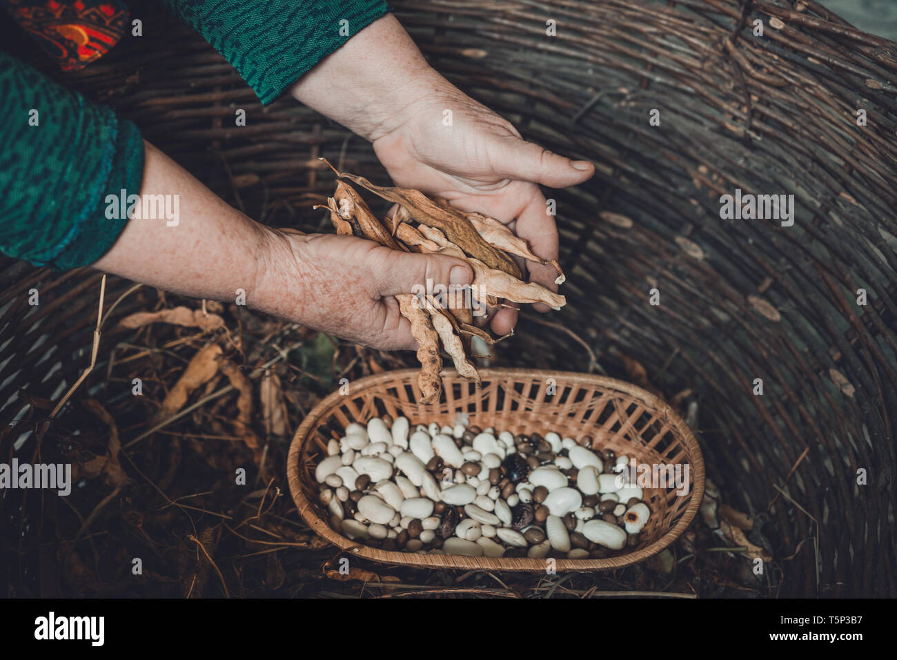 Shelled And Unshelled Beans High Resolution Stock Photography and ...