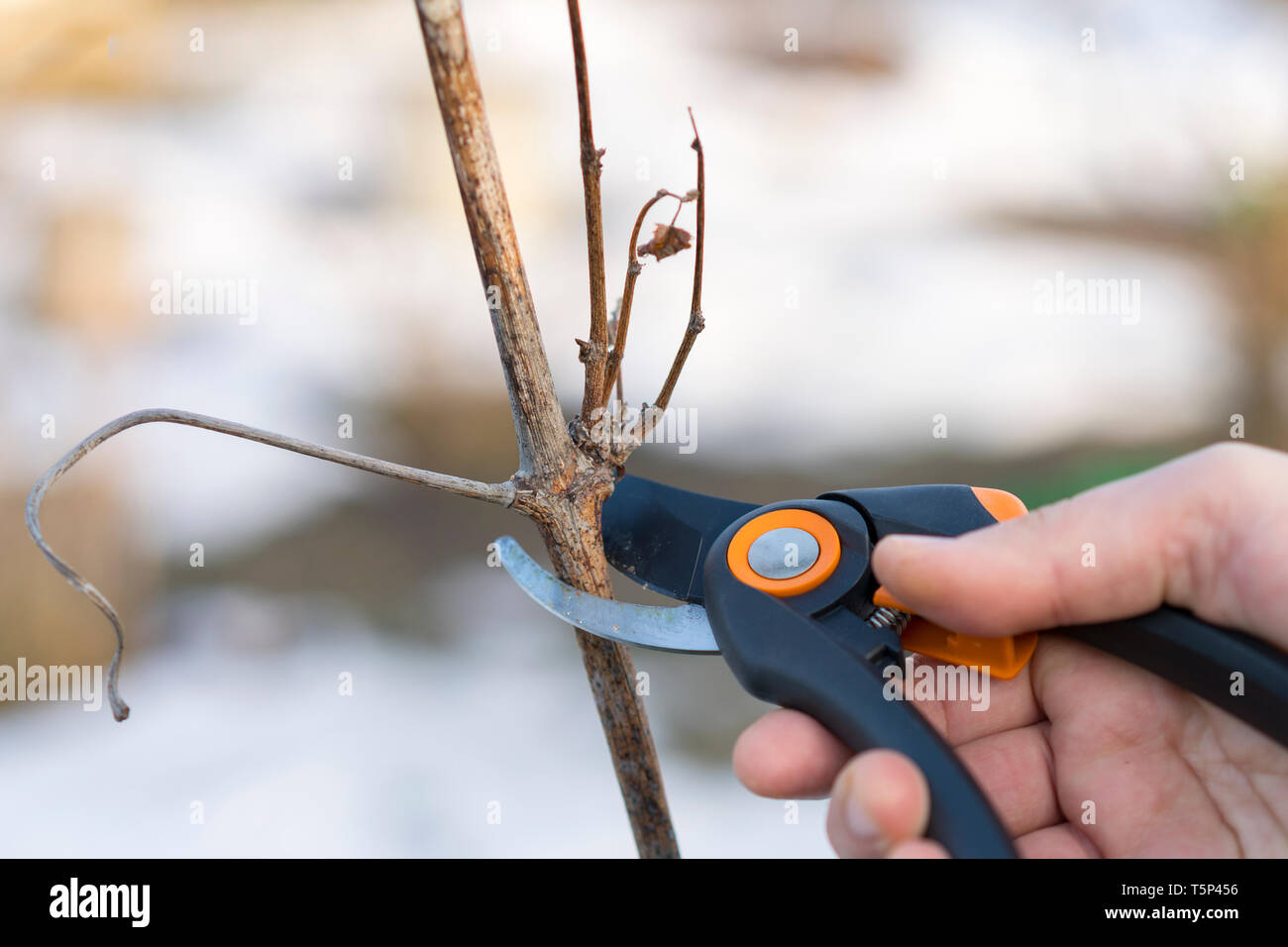 Selective cutting trees hi-res stock photography and images - Alamy